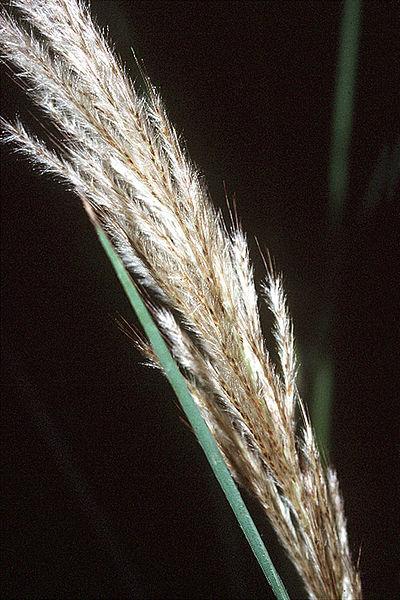 Sugarcane plumegrass (Saccharum giganteum) - Garden.org
