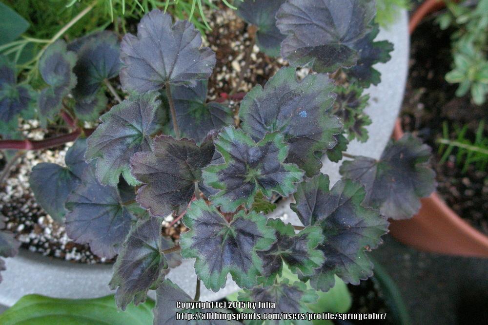 Geranium (Pelargonium 'Black Boar') in the Pelargoniums Database ...