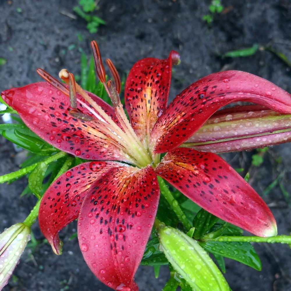 Lily (Lilium 'Red Galaxy') in the Lilies Database - Garden.org