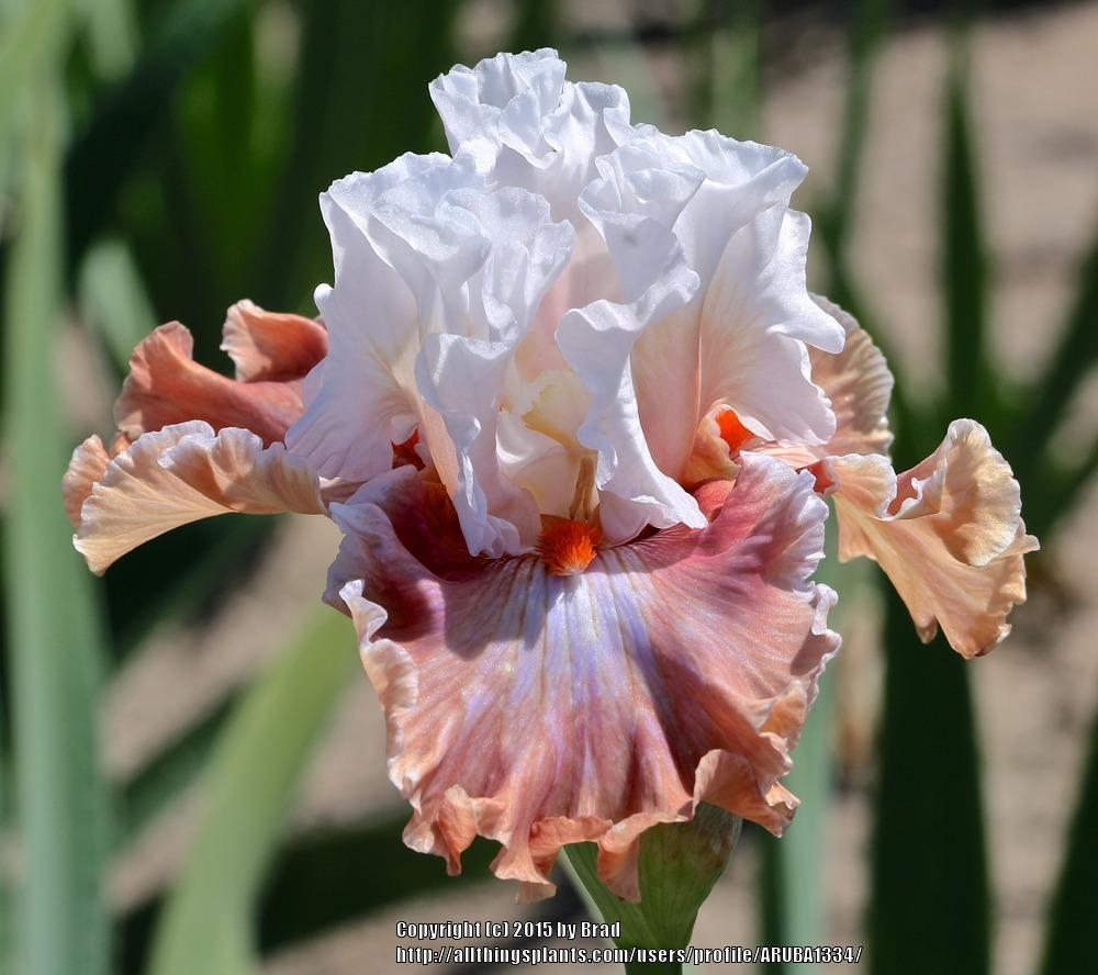 Photo of the bloom of Tall Bearded Iris (Iris 'Magic Mirror') posted by ...