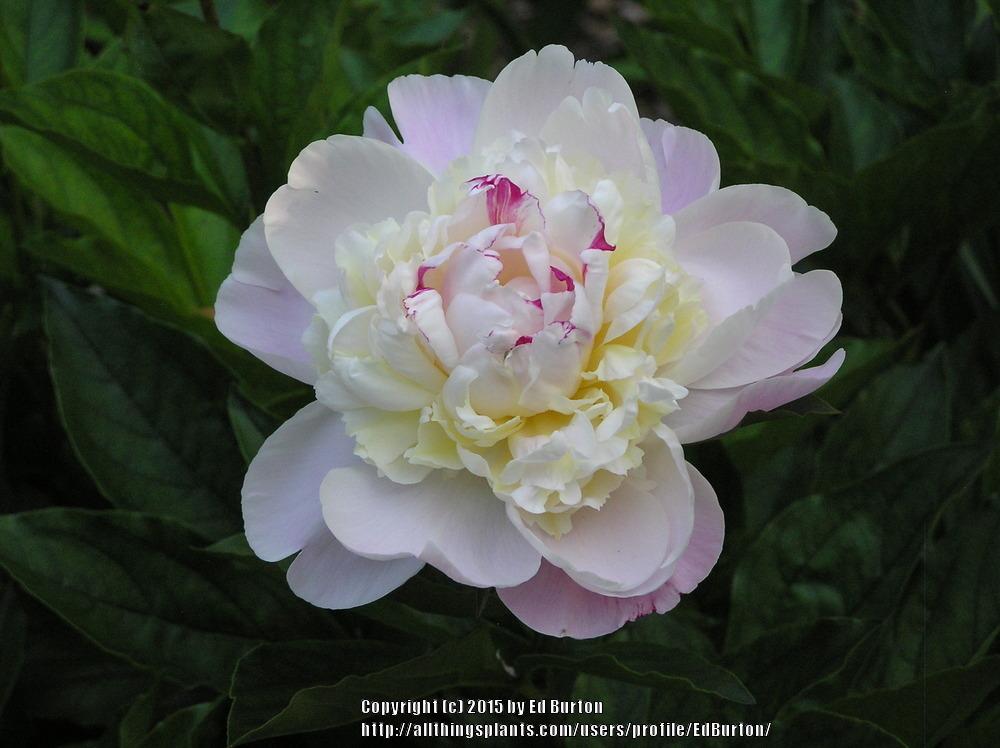 Photo of the bloom of Chinese Peony (Paeonia lactiflora 'Nick Shaylor ...