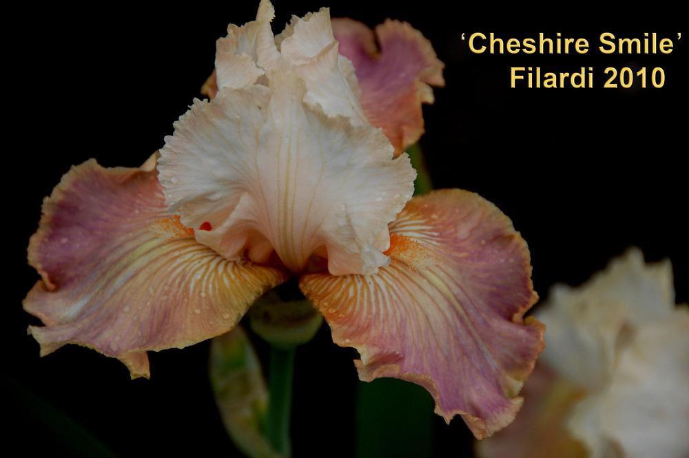 Tall Bearded Iris (Iris 'Cheshire Smile') in the Irises Database ...