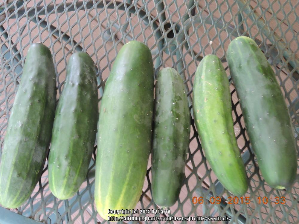 Cucumbers: Plant Care and Collection of Varieties - Garden.org