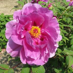Japanese Tree Peony (Paeonia 'Fujizome-goromo') in the Peonies Database ...