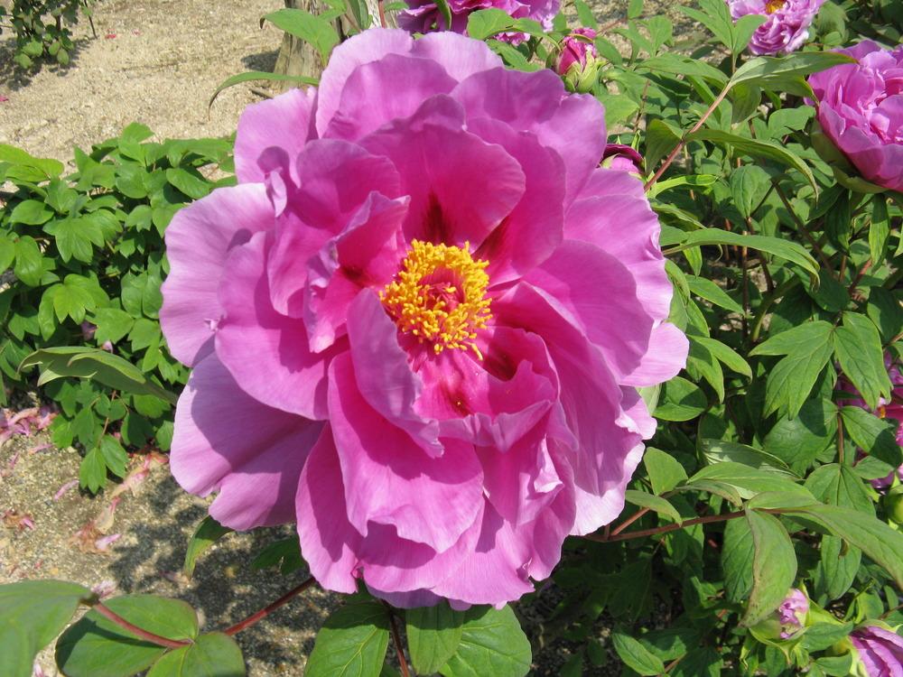 Japanese Tree Peony (Paeonia 'Fujizome-goromo') in the Peonies Database ...