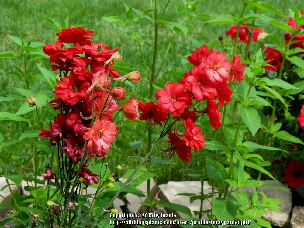 Larkspur (Delphinium 'Red Caroline') in the Delphiniums Database ...