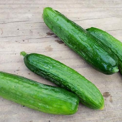 Cucumber (Cucumis sativus 'Bush Champion') in the Cucumbers Database ...