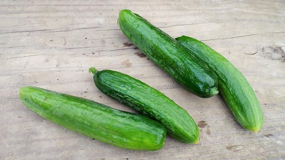 Cucumber (Cucumis sativus 'Bush Champion') in the Cucumbers Database ...