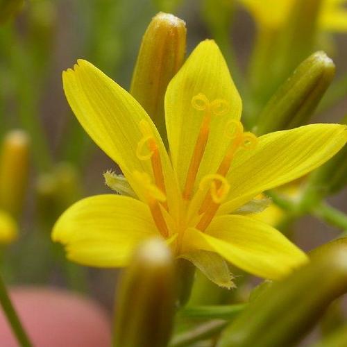 Hawksbeard (Crepis acuminata) - Garden.org