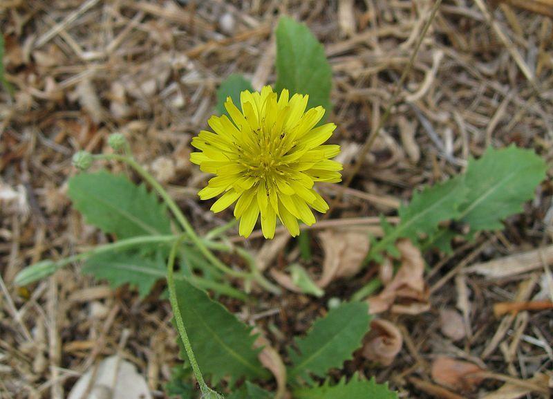 Italian hawksbeard (Crepis bursifolia) - Garden.org