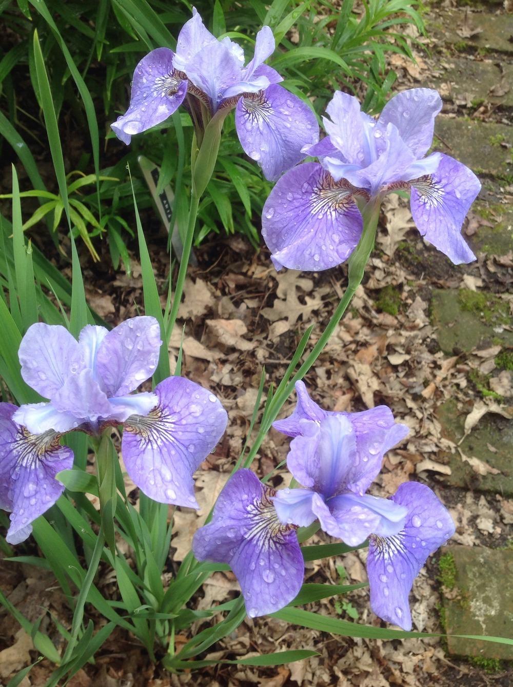 Siberian Iris (Iris 'Steve Varner') in the Irises Database - Garden.org