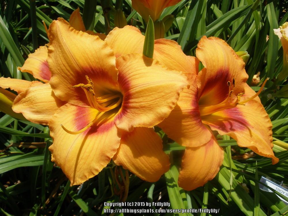 Photo of the bloom of Daylily (Hemerocallis 'Sunset Jubilee') posted by ...