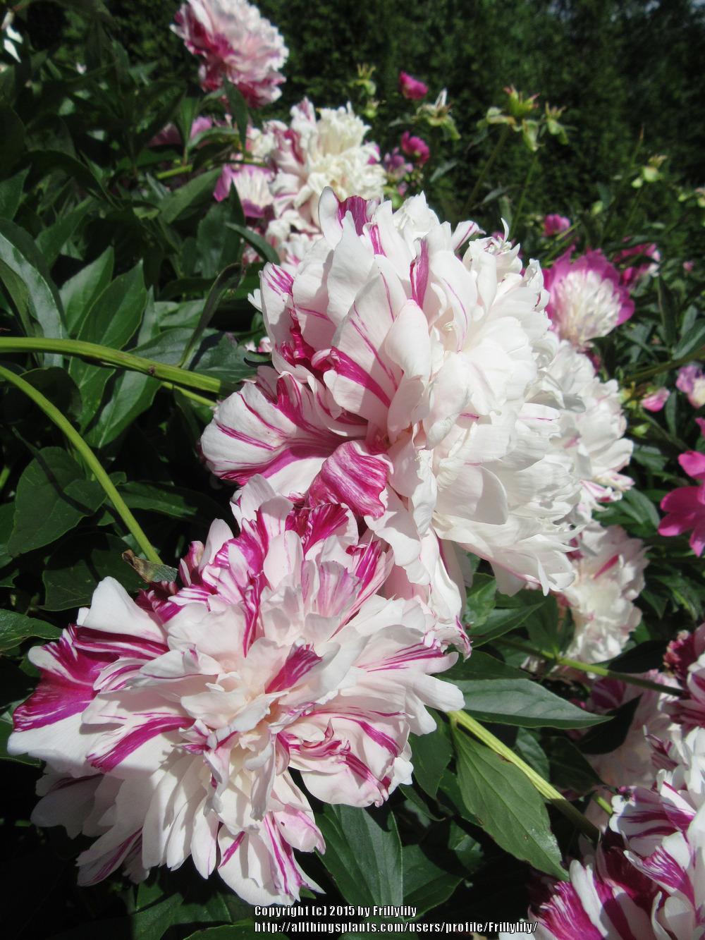 Photo of the bloom of Peony (Paeonia lactiflora 'Candy Stripe') posted ...