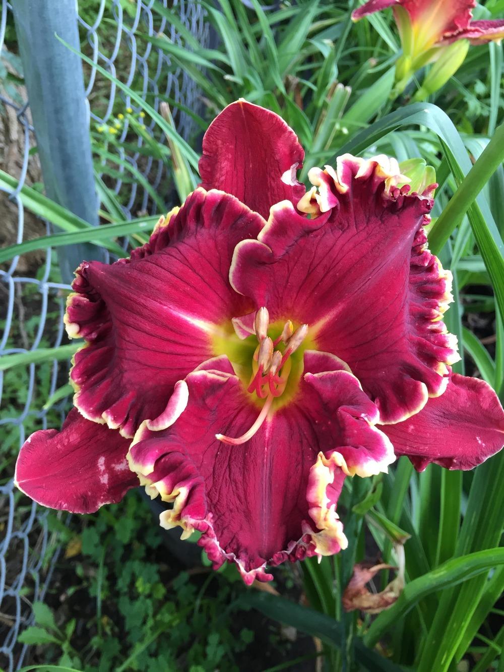 Daylily (Hemerocallis 'Red Rocks') in the Daylilies Database - Garden.org