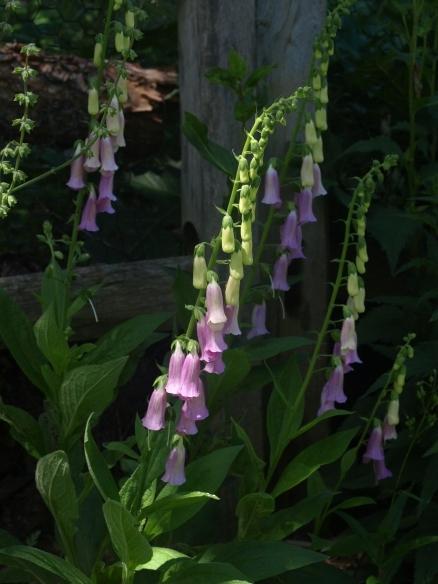 Photo of the entire plant of Spanish Foxglove (Digitalis thapsi) posted ...