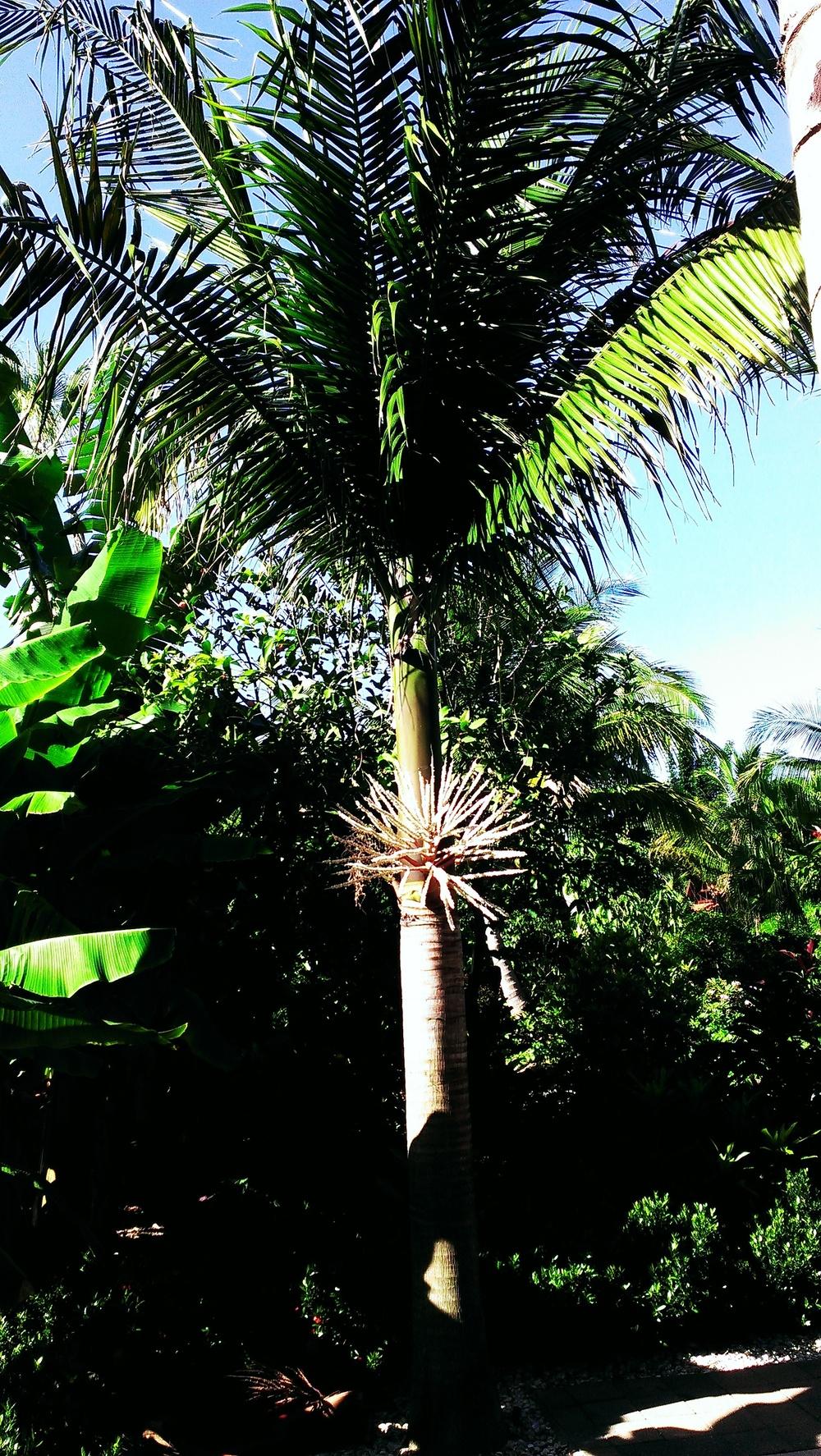 Photo of the entire plant of Satake Palm (Satakentia liukiuensis ...