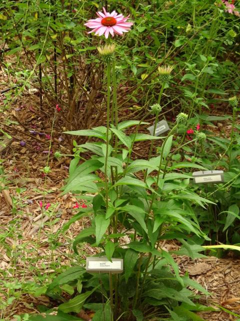 Photo of the entire plant of Purple Coneflower (Echinacea 'Merlot ...