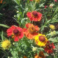 Photo of the bloom of Sneezeweed (Helenium autumnale Mardi Gras) posted ...