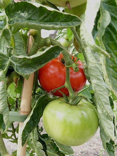 Photo of the fruit of Tomato (Solanum lycopersicum 'Heinz 1439') posted ...