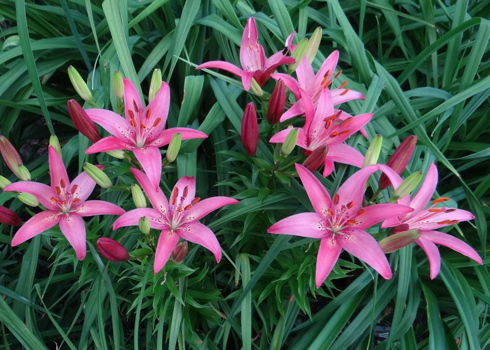 Lily (Lilium 'Pink Pixie') in the Lilies Database - Garden.org