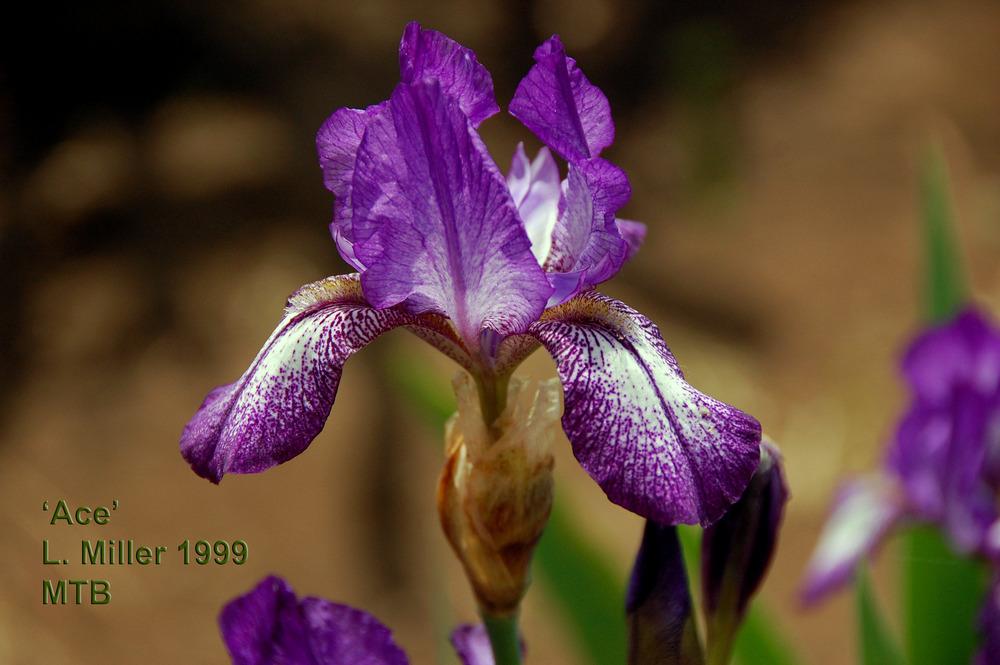 Miniature Tall Bearded Iris (Iris 'Ace') in the Irises Database ...
