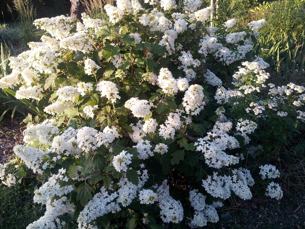 Photo of the entire plant of Oakleaf Hydrangea (Hydrangea quercifolia ...