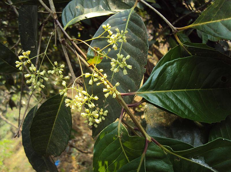 Indian Olive (Olea dioica) - Garden.org