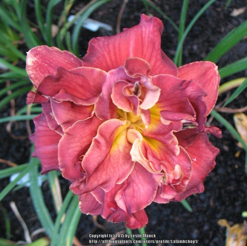 Photo of the bloom of Daylily (Hemerocallis 'B.J. and Ed') posted by Lalambchop1 - Garden.org