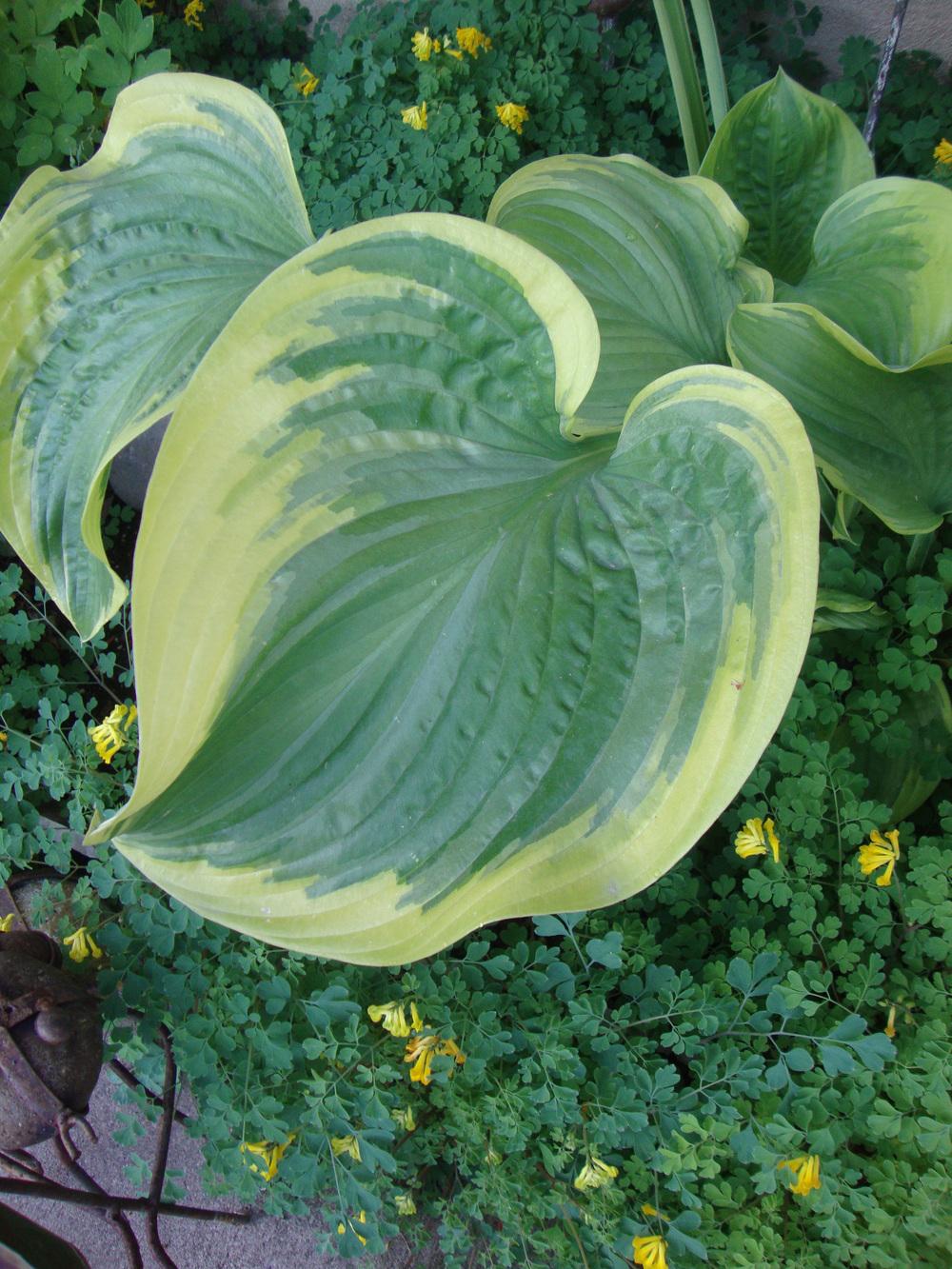 Hosta 'Victory' in the Hostas Database - Garden.org