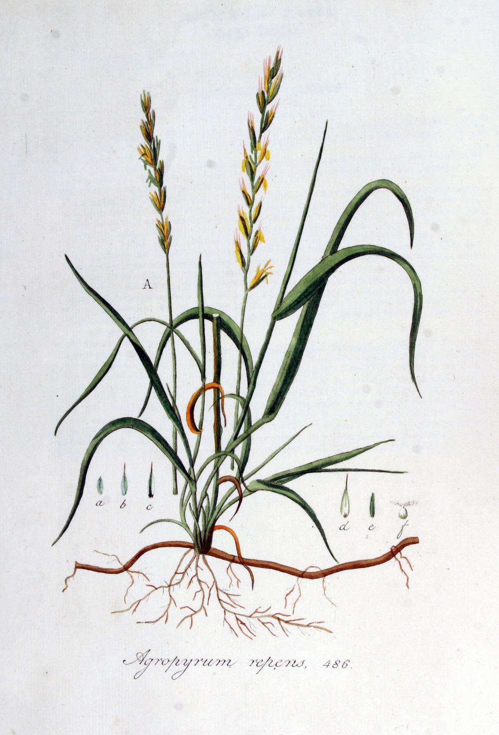 Photo of the documentation of Quackgrass (Elymus repens) posted by ...