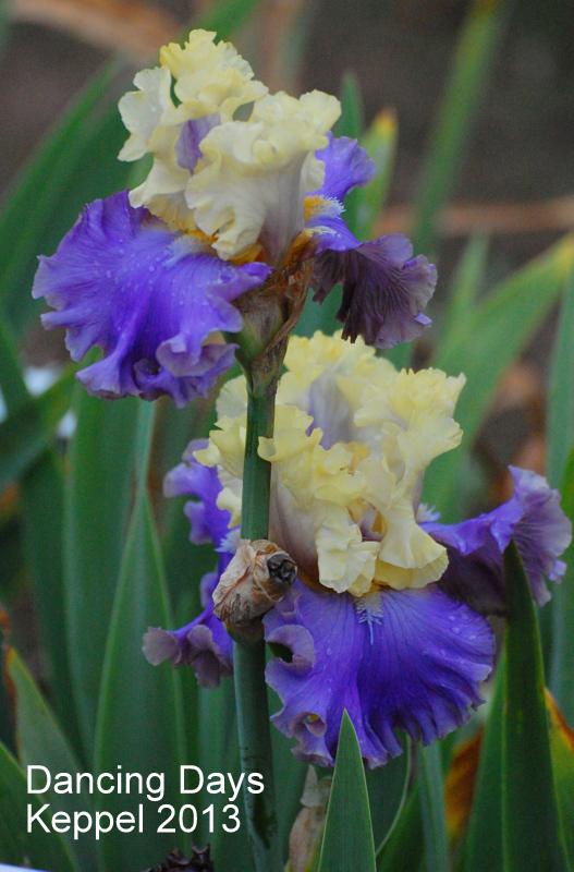 Photo of the bloom of Tall Bearded Iris (Iris 'Dancing Days') posted by ...
