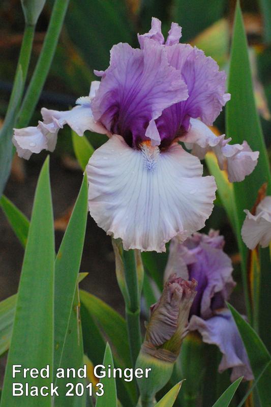 Photo of the bloom of Tall Bearded Iris (Iris 'Fred and Ginger') posted ...