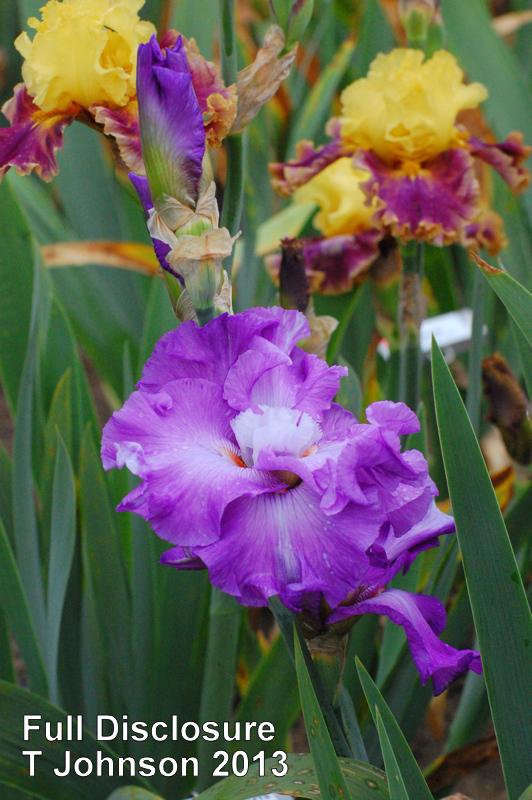 Photo of the bloom of Tall Bearded Iris (Iris 'Full Disclosure') posted ...