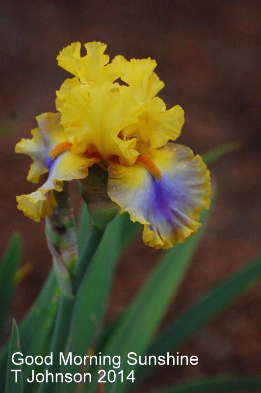 Photo of the bloom of Tall Bearded Iris (Iris 'Good Morning Sunshine ...
