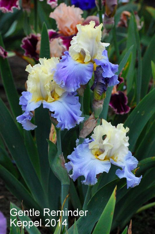Photo of the bloom of Tall Bearded Iris (Iris 'Gentle Reminder') posted ...
