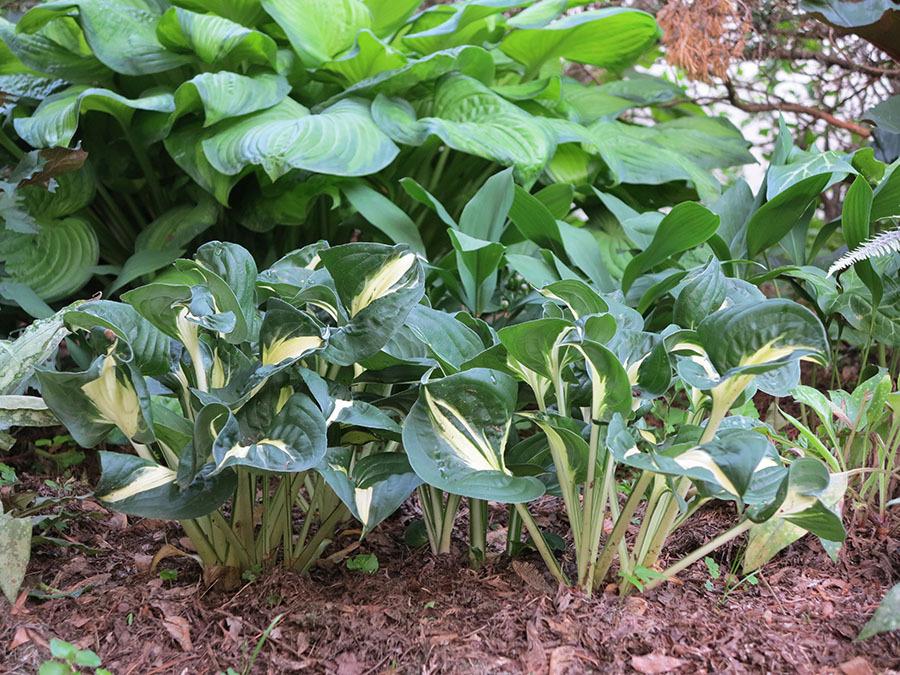 Photo of the entire plant of Hosta 'Oreo Cream' posted by eclayne ...
