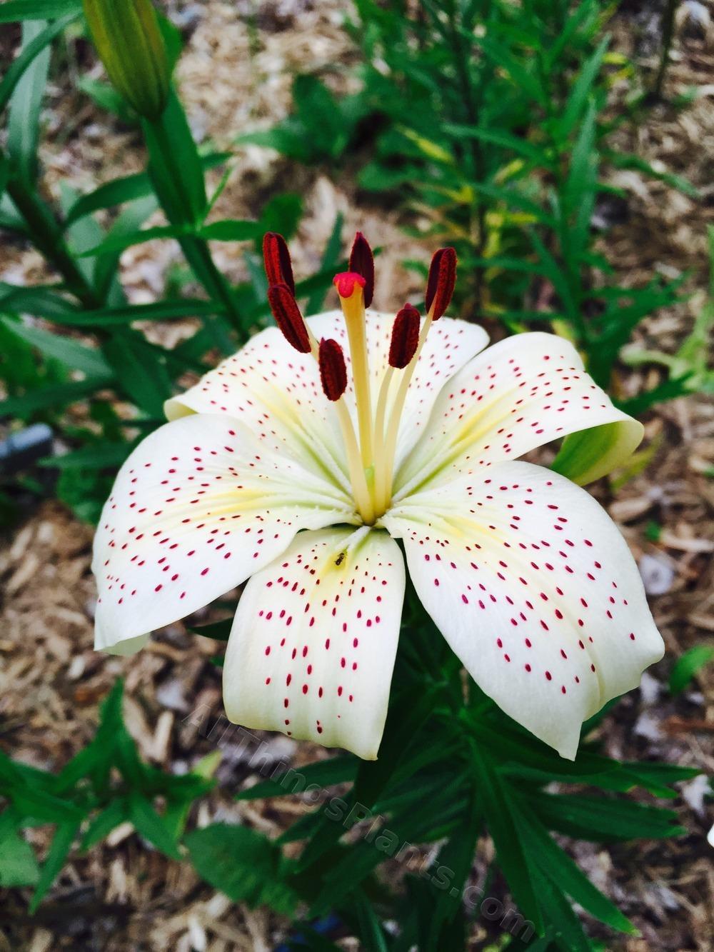 Lily (Lilium 'Cinnamon Toast') in the Lilies Database - Garden.org