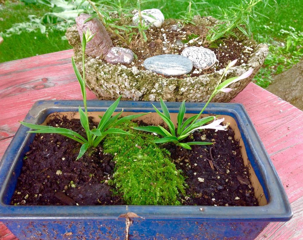 Hosta 'Itsy Bitsy Spider' in the Hostas Database - Garden.org