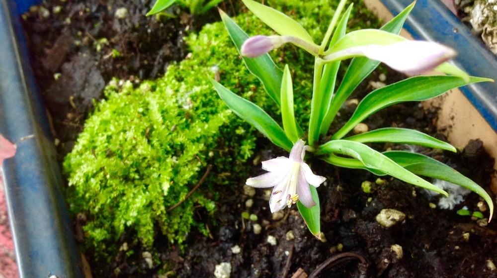 Photo of the stem, scape, stalk or bark of Hosta 'Itsy Bitsy Spider ...