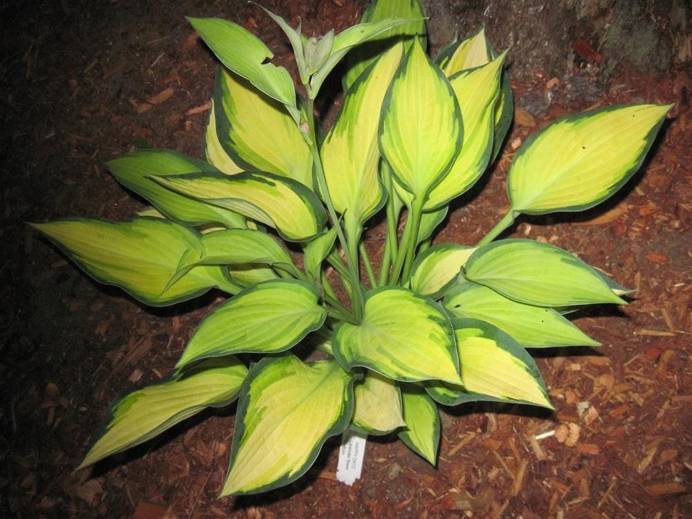 Hosta 'Happy Dayz' in the Hostas Database - Garden.org