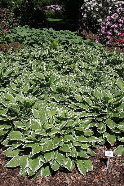 Hosta 'Crispula' in the Hostas Database - Garden.org