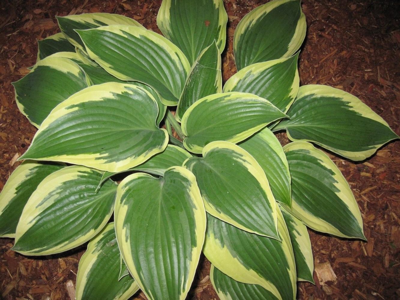 Photo of the leaves of Hosta 'Yin' posted by robertduval14 - Garden.org