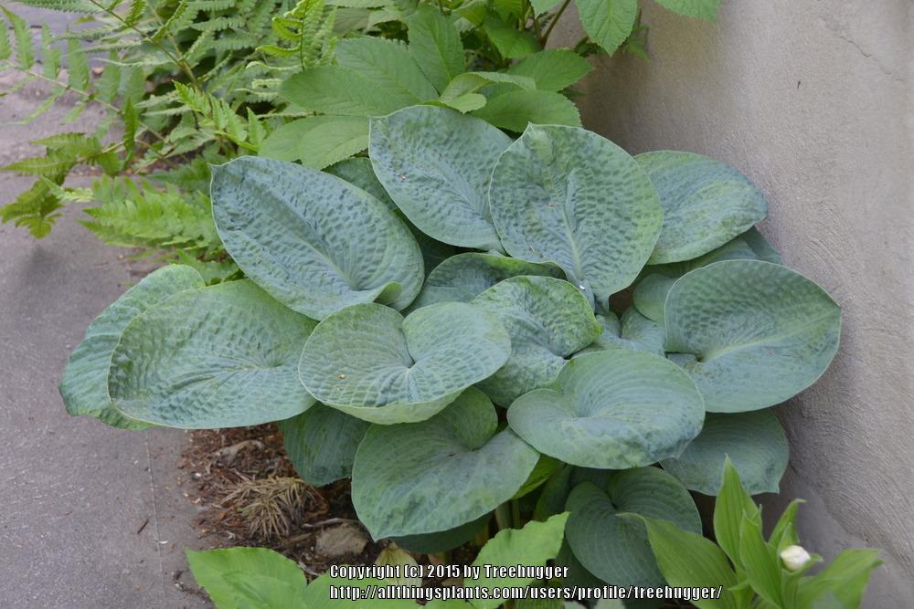 Hosta 'Kiwi Forest' in the Hostas Database - Garden.org