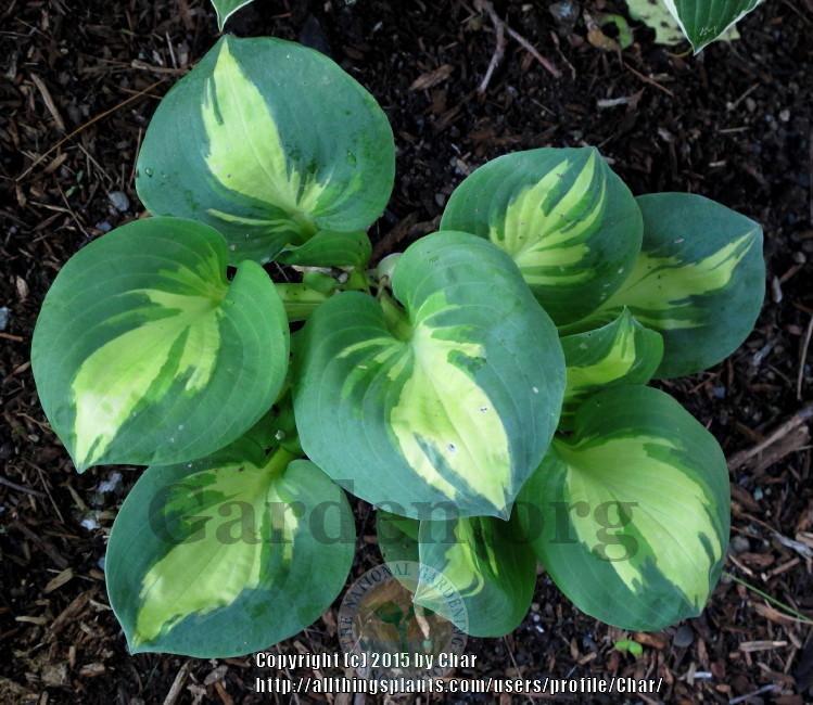 Photo of the entire plant of Hosta 'Popcorn' posted by Char - Garden.org