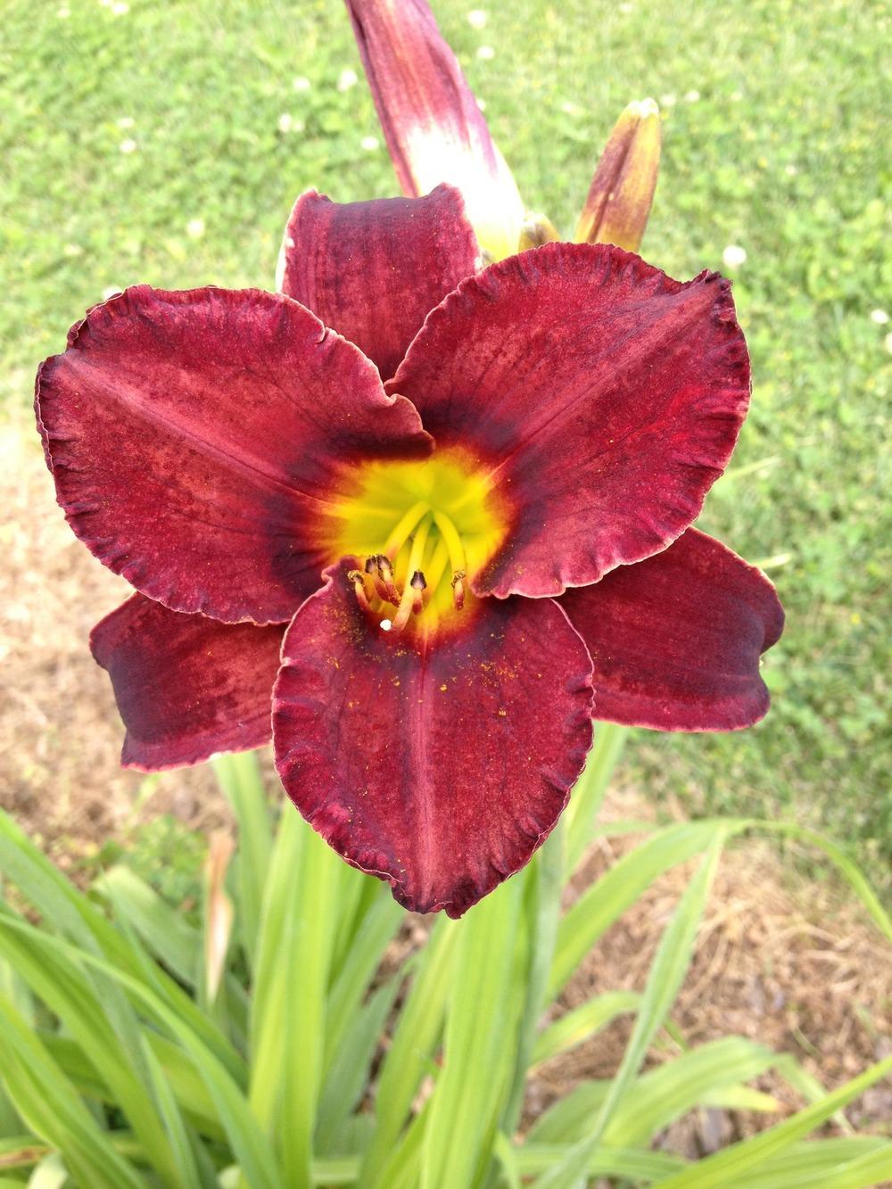 Photo of the bloom of Daylily (Hemerocallis 'Midnight Magic') posted by GDJCB - Garden.org