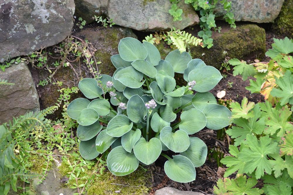 Hosta ID? in the Hostas forum - Garden.org