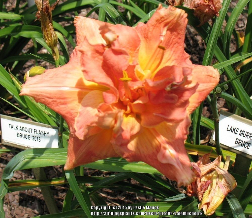 Photo of the bloom of Daylily (Hemerocallis 'Lake Murray Sunset ...
