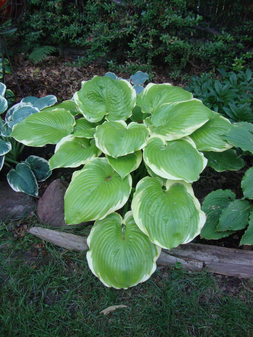 Photo of the entire plant of Hosta 'Winter Snow' posted by Paul2032 ...