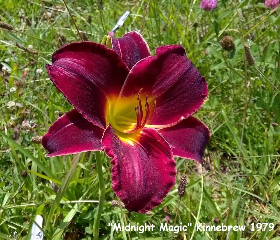 Photo of the bloom of Daylily (Hemerocallis 'Midnight Magic') posted by TammyB - Garden.org