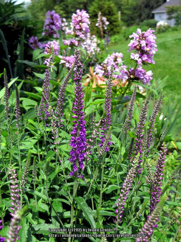 Catmints: Plant Care and Collection of Varieties - Garden.org